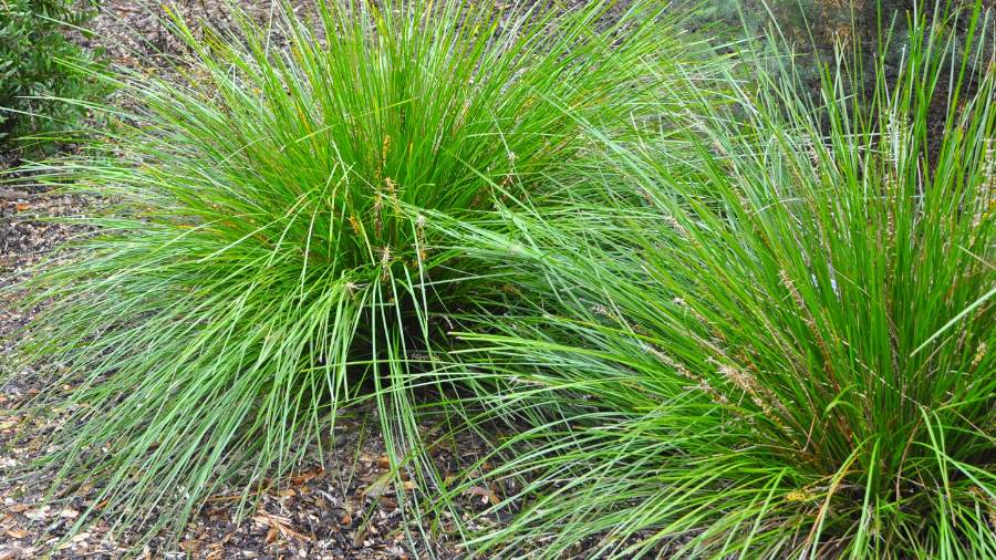 Stipa tenuissima: Crea un giardino naturale in 7 passi