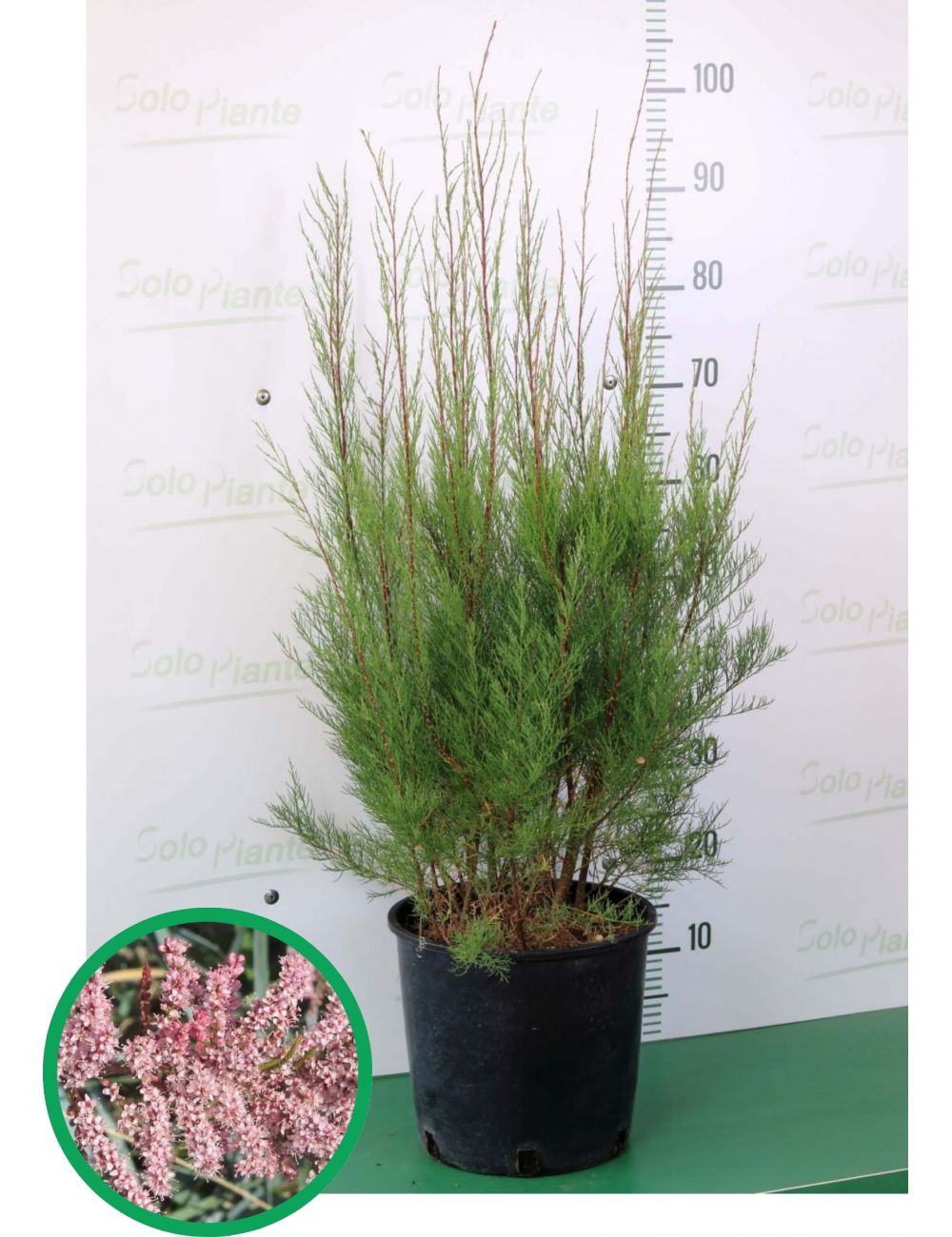 Vuoi realizzare una siepe fiorita? Ecco 5 piante ideali