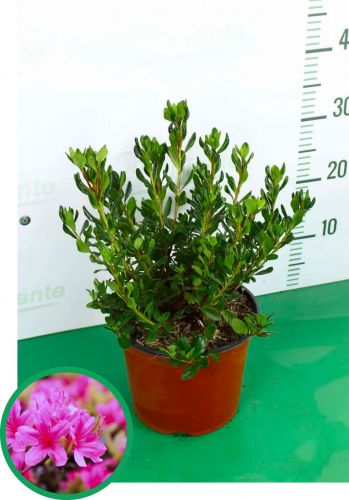 Piante da Vaso per Balconi e Terrazzi: Fioriture Primaverili e Estive