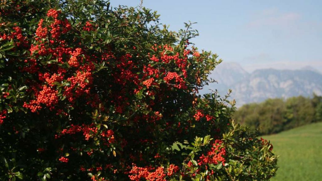 Pyracantha: Siepi Sicure e Colorate per il Tuo Giardino