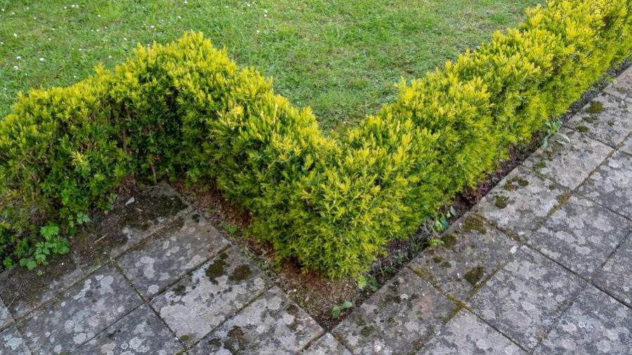 Piante per siepi basse e bordure (ordine e poche potature)