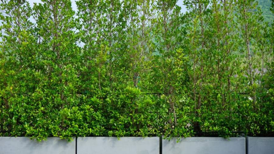 Piante siepi in vaso (privacy e ordine su terrazzi e balconi)