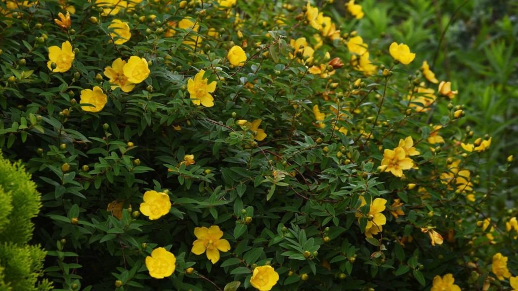 12 piante ideali per creare siepi basse o bordure