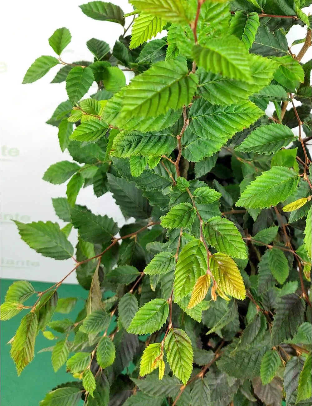 Carpino - Carpinus Betulus - vendita online